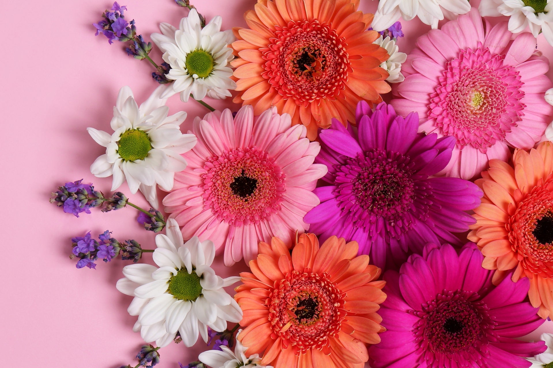Daisies | Flower Shop Of Farmingdale Farmingdale–Flower Shop Of Farmingdale